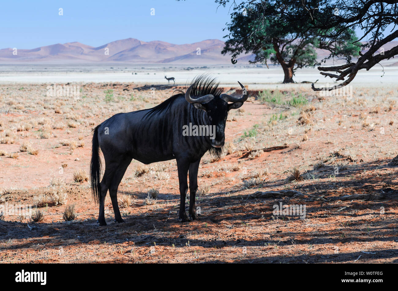 Streifengnu , Connochaetes, in der Namib Wueste, Namibia, Afrika Stock ...