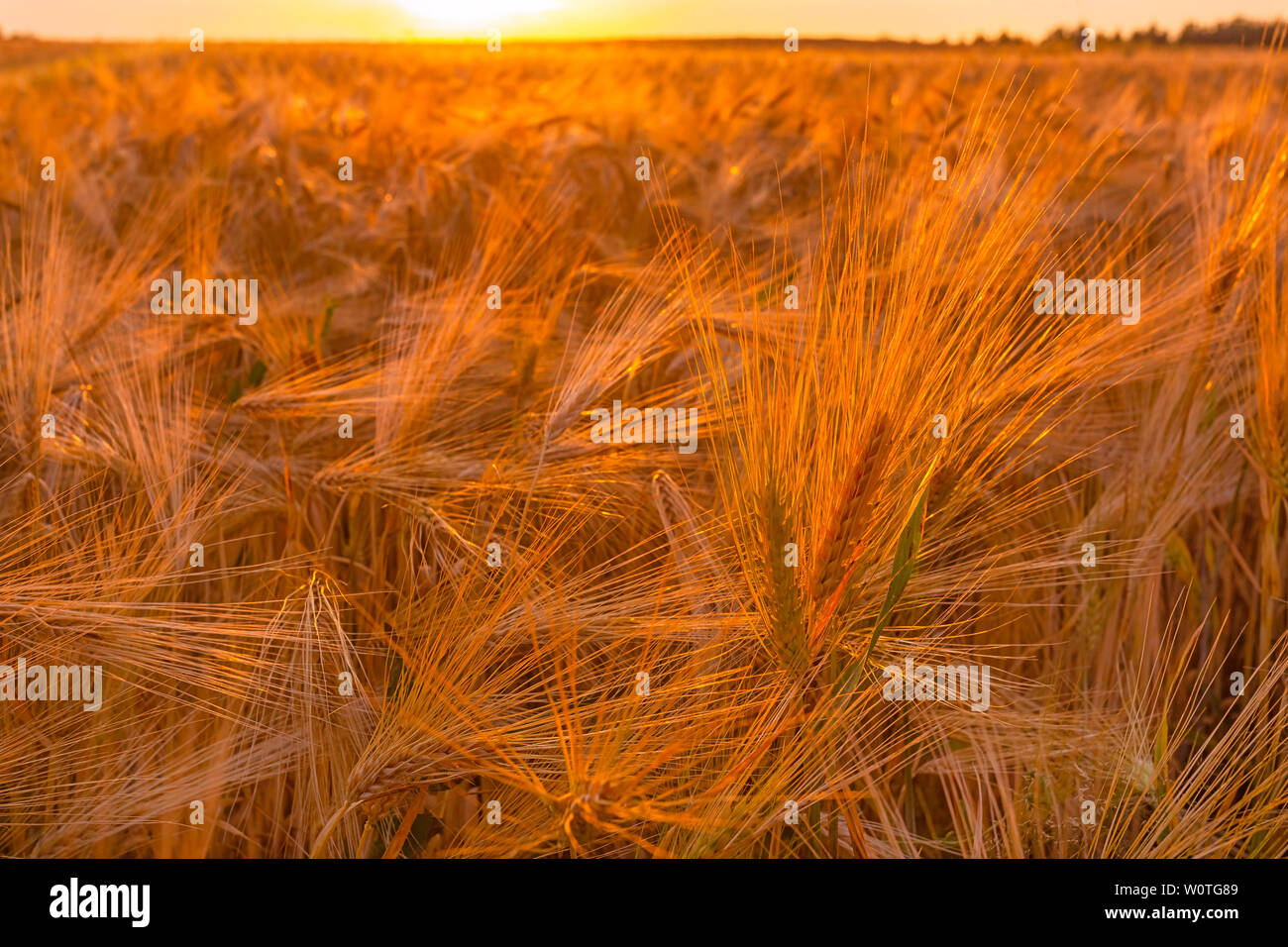 Dry wheat field, drought condintions with heat Stock Photo - Alamy