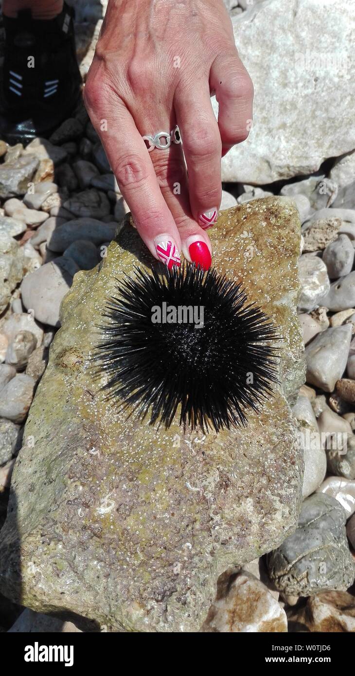 Seeigel essen hi-res stock photography and images - Alamy