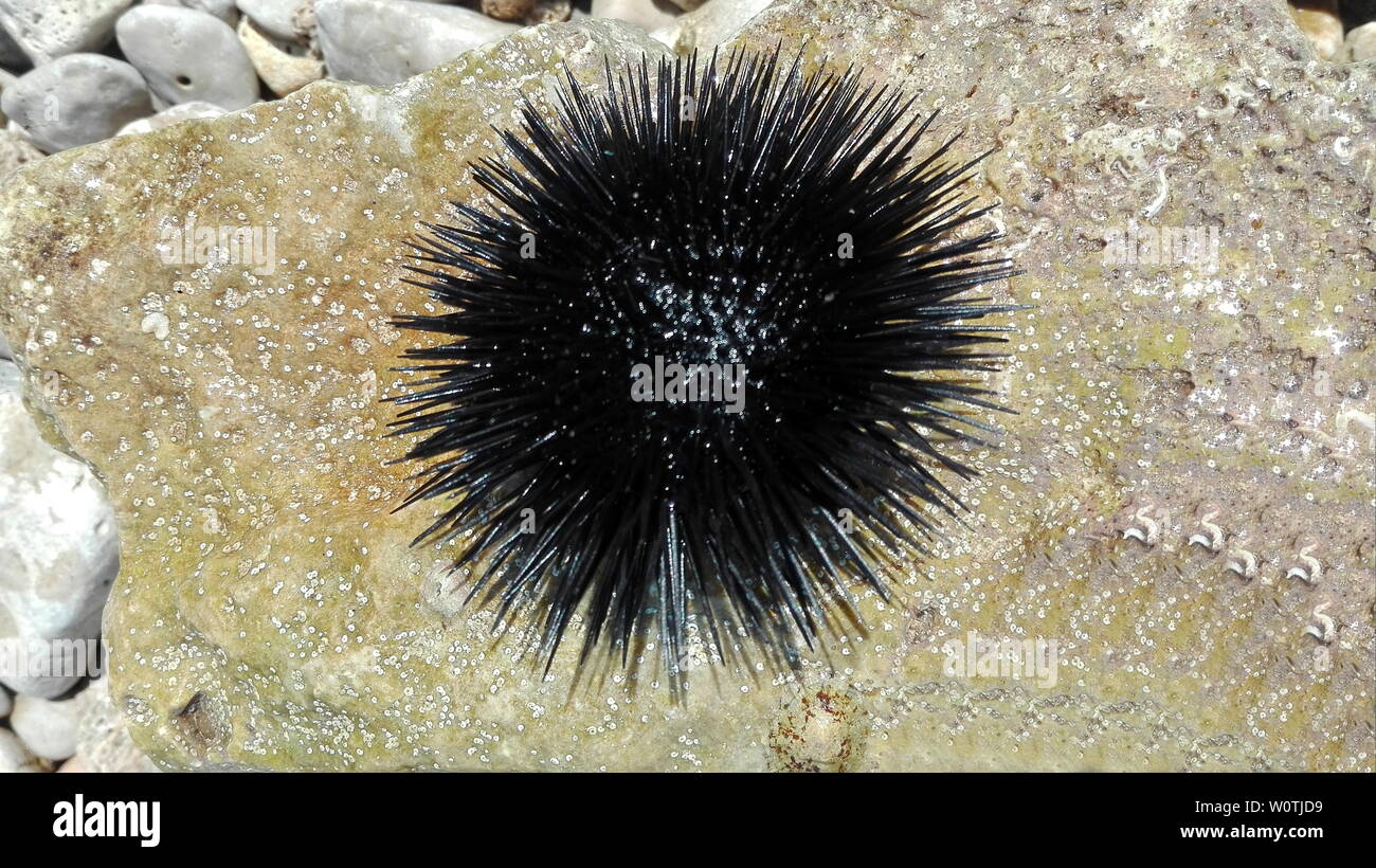 Seeigel essen hi-res stock photography and images - Alamy