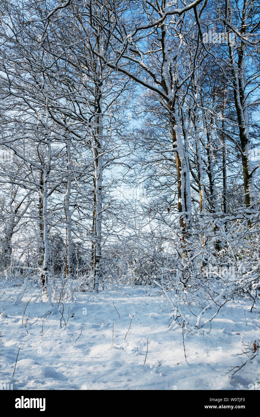Snowfall in woodland hi-res stock photography and images - Alamy