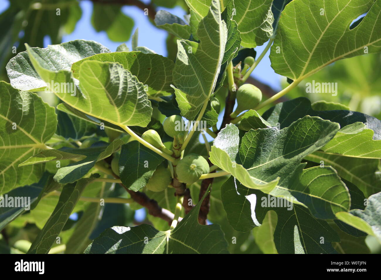 Feigenbaum kroatien hi-res stock photography and images - Alamy