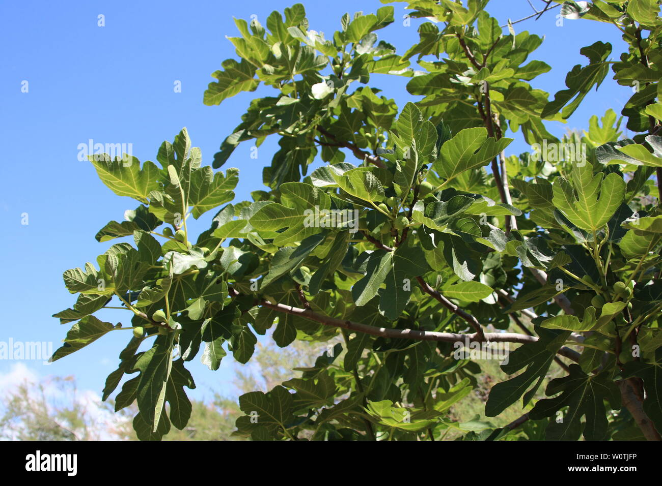 Feigenbaum kroatien hi-res stock photography and images - Alamy