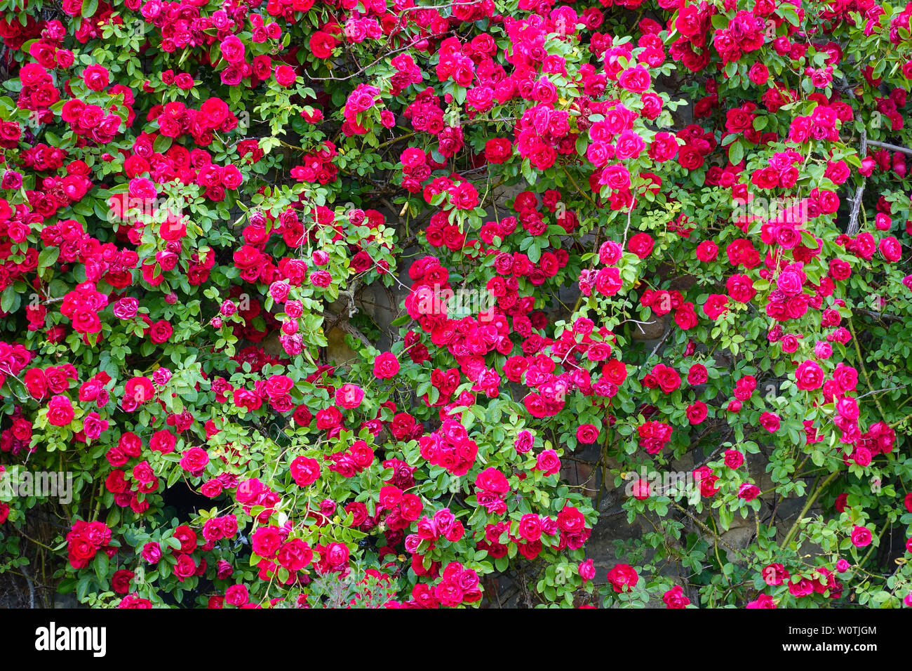 Climbing rose house hi-res stock photography and images - Alamy