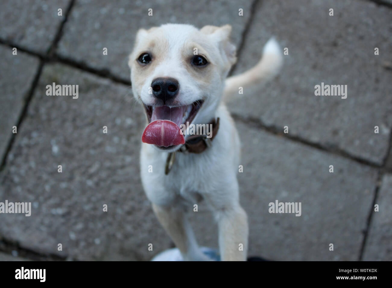 Village life with animals hi-res stock photography and images - Alamy