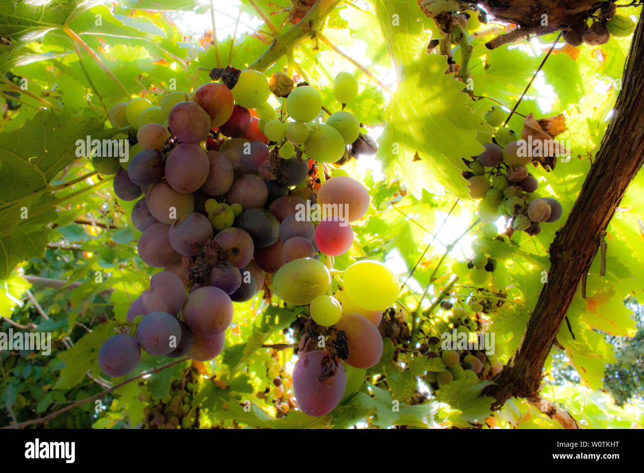 Grape orchard hi-res stock photography and images - Alamy