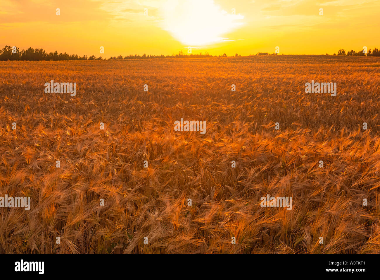 Dry wheat field, drought condintions with heat Stock Photo - Alamy