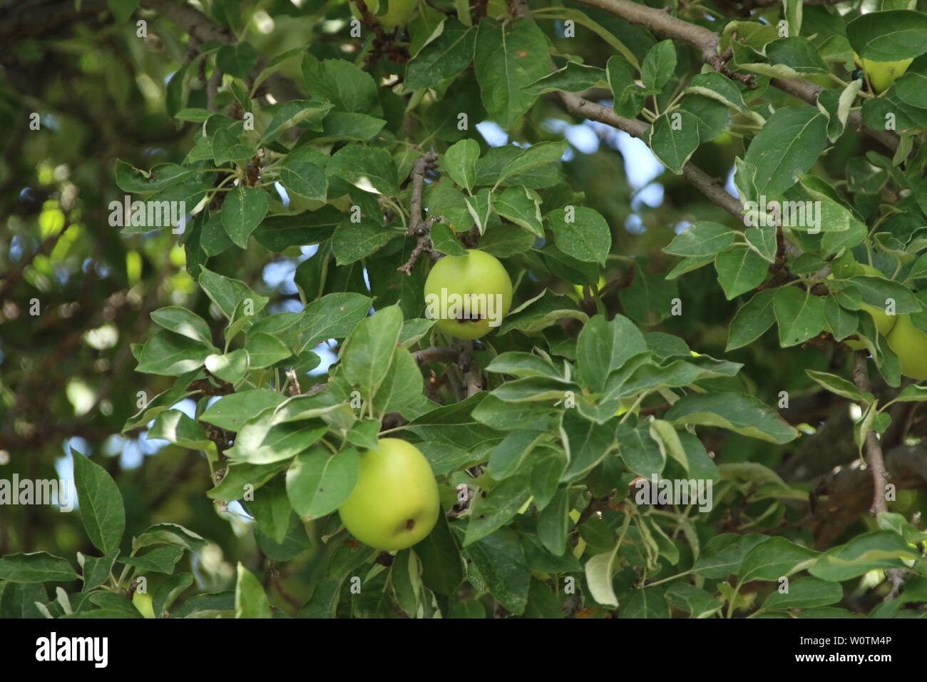 Apfelbaum sonne hi-res stock photography and images - Alamy