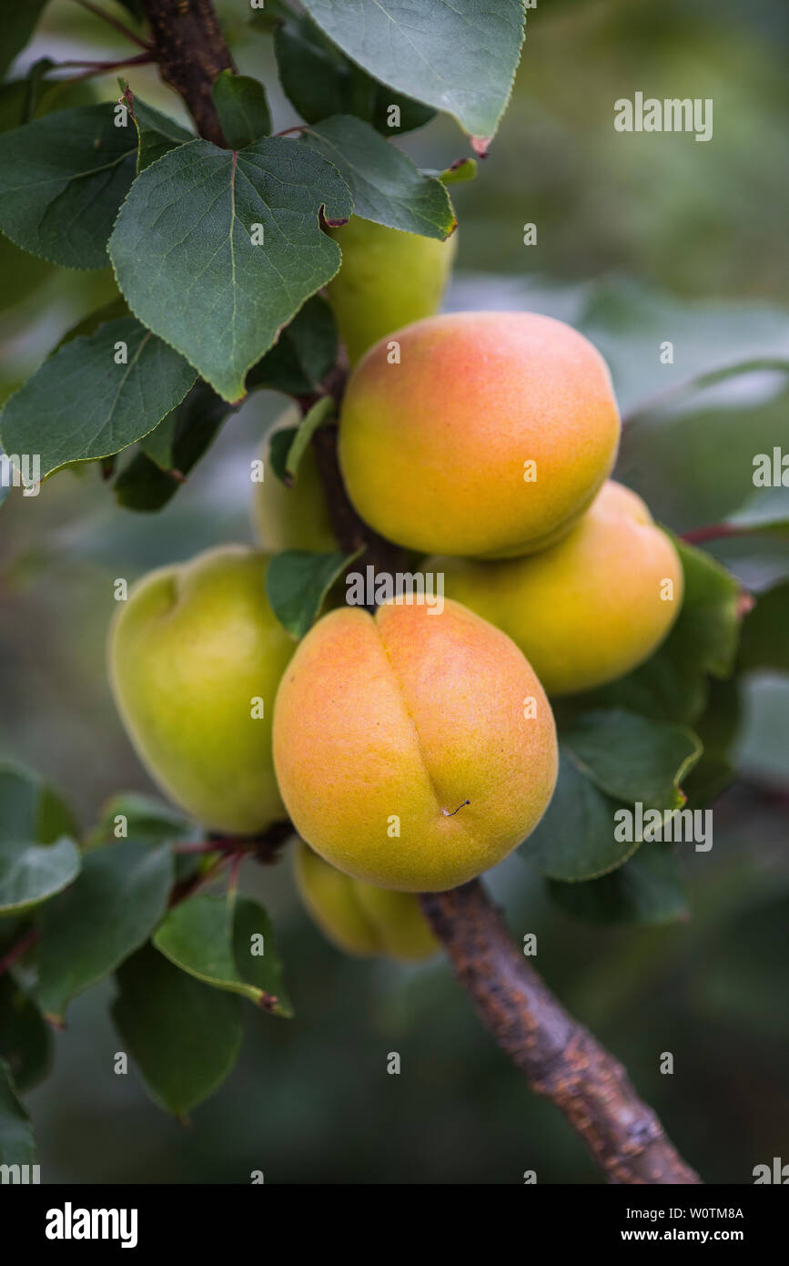 British apricots hi-res stock photography and images - Alamy