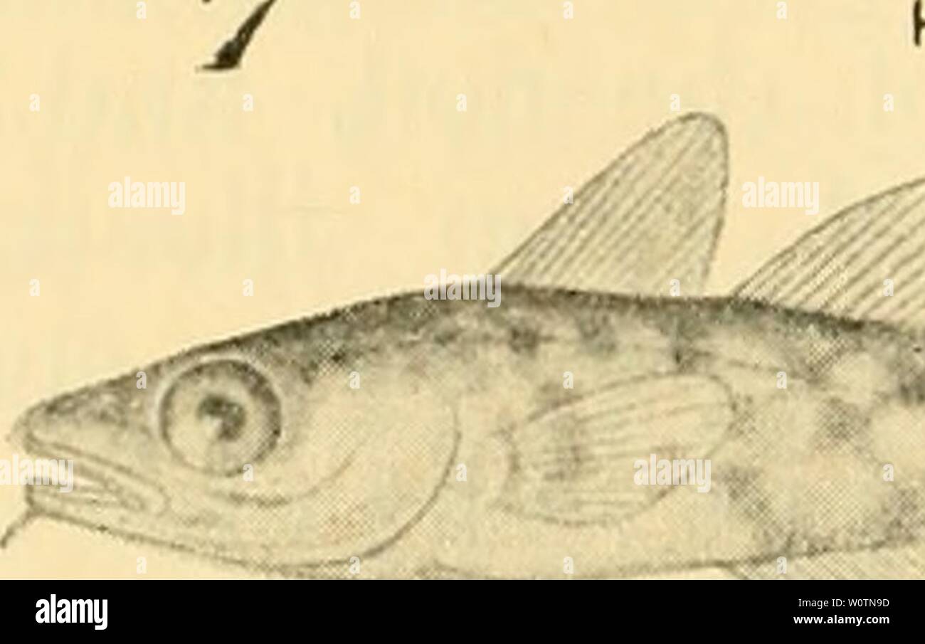 Atlantic cod drawing hi-res stock photography and images - Alamy