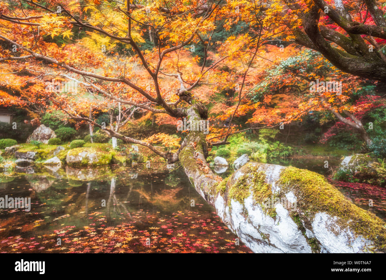 Kyoto moss growth hi-res stock photography and images - Alamy