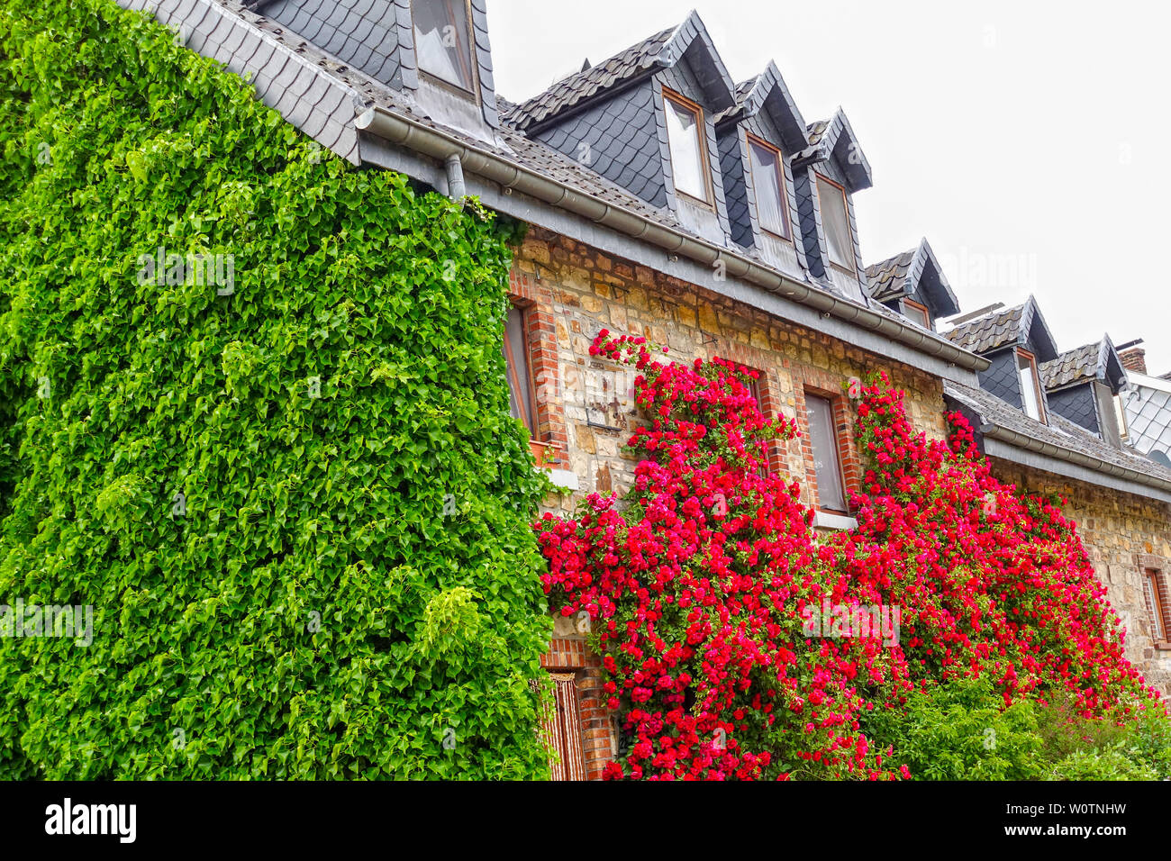 Red Climbing Roses High Resolution Stock Photography and Images - Alamy