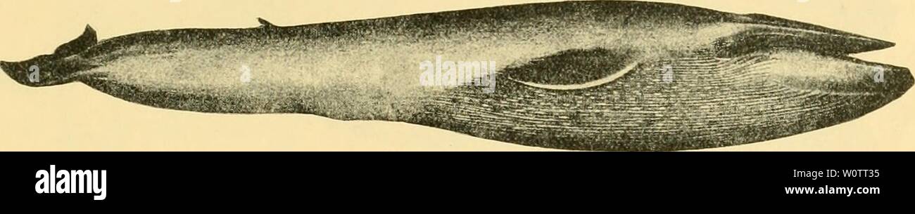 Deep sea cross section hi-res stock photography and images - Alamy