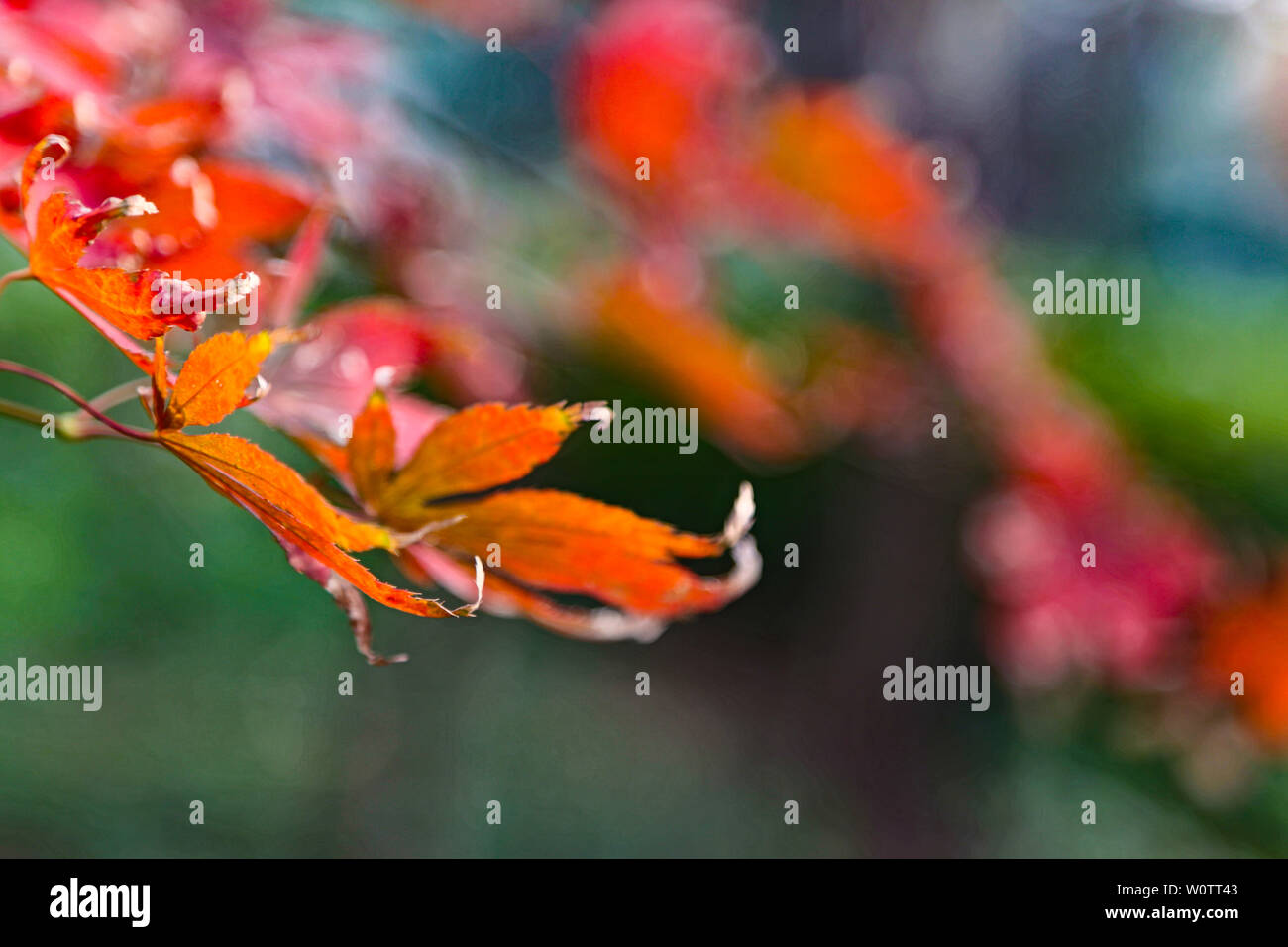 Autumn red leaves Stock Photo - Alamy