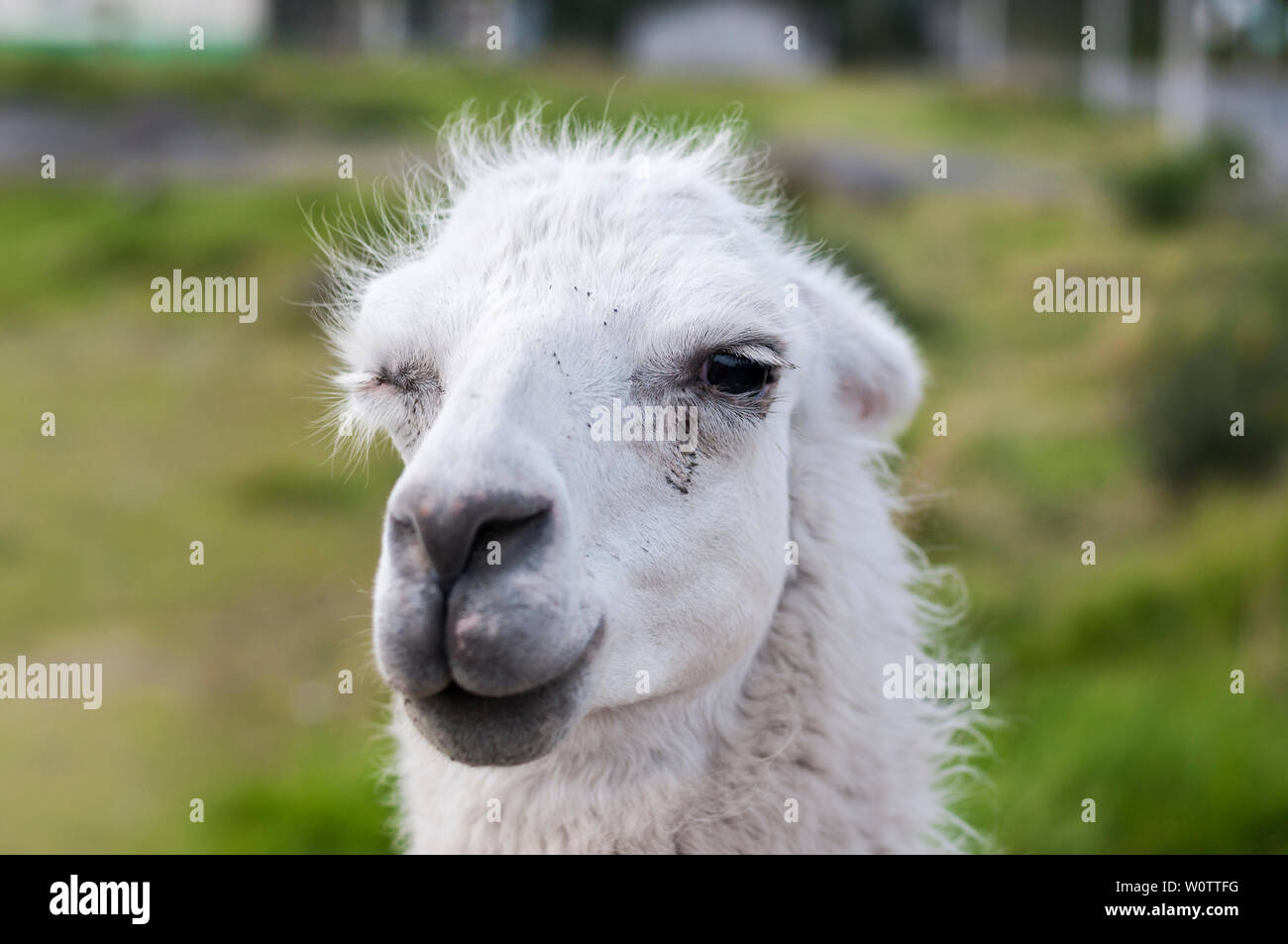 Portrait of a white llama looking into the camera, right eye keeping it ...