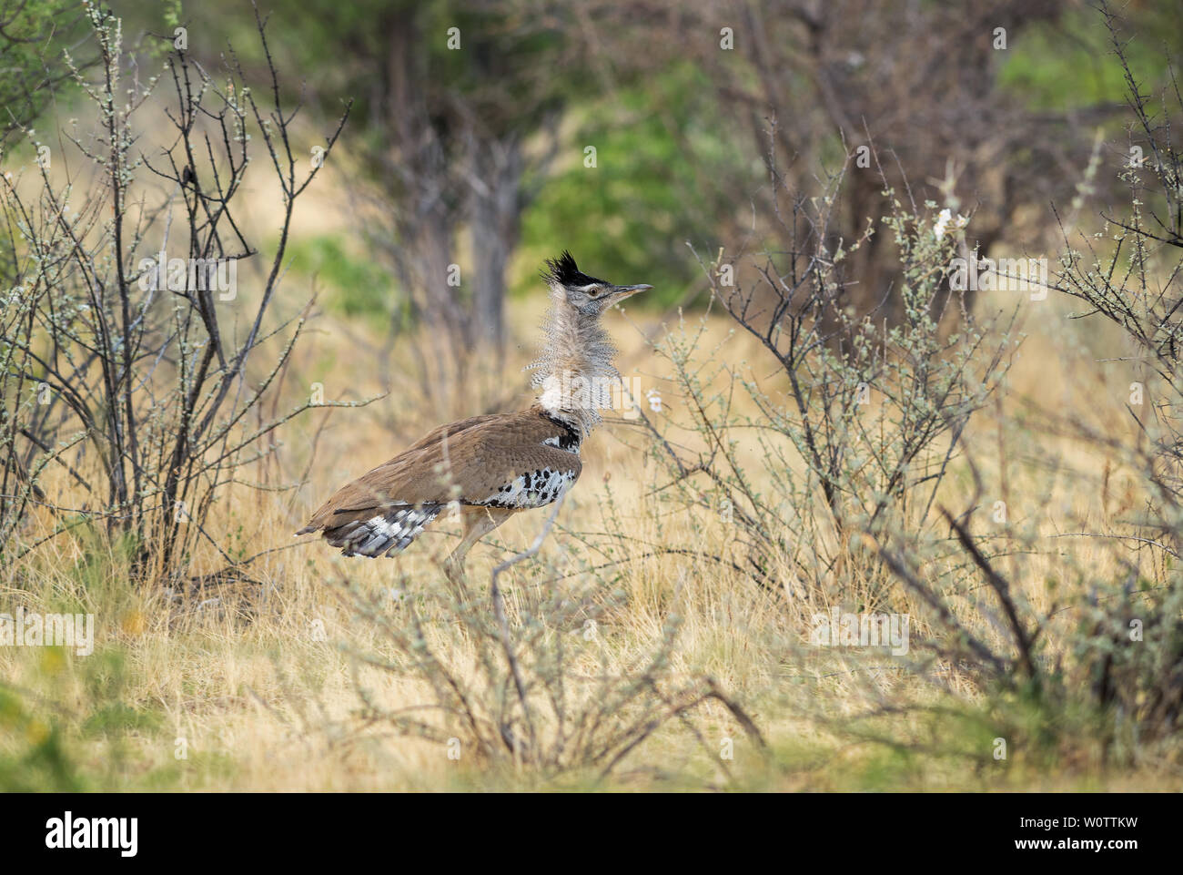 Kori Bustard - Ardeotis kori, large ground bird from African savannas ...