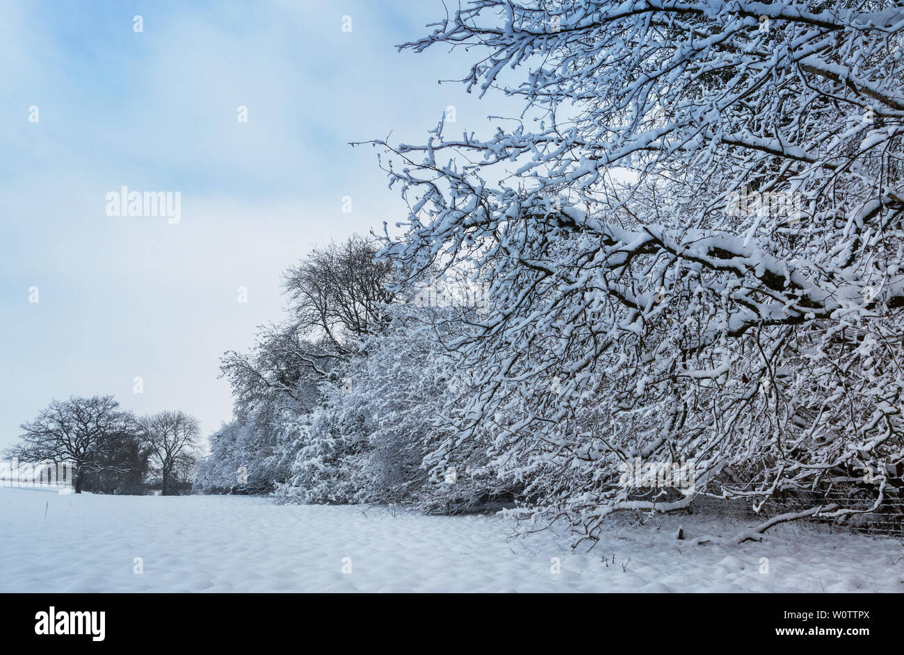 Snowfall in woodland hi-res stock photography and images - Alamy