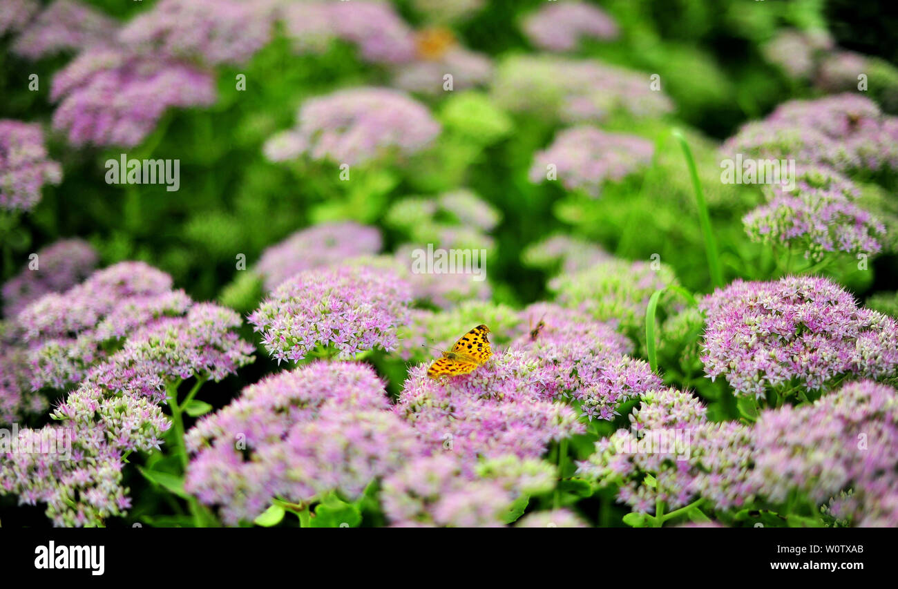 Red Jingtian flower picture Stock Photo - Alamy