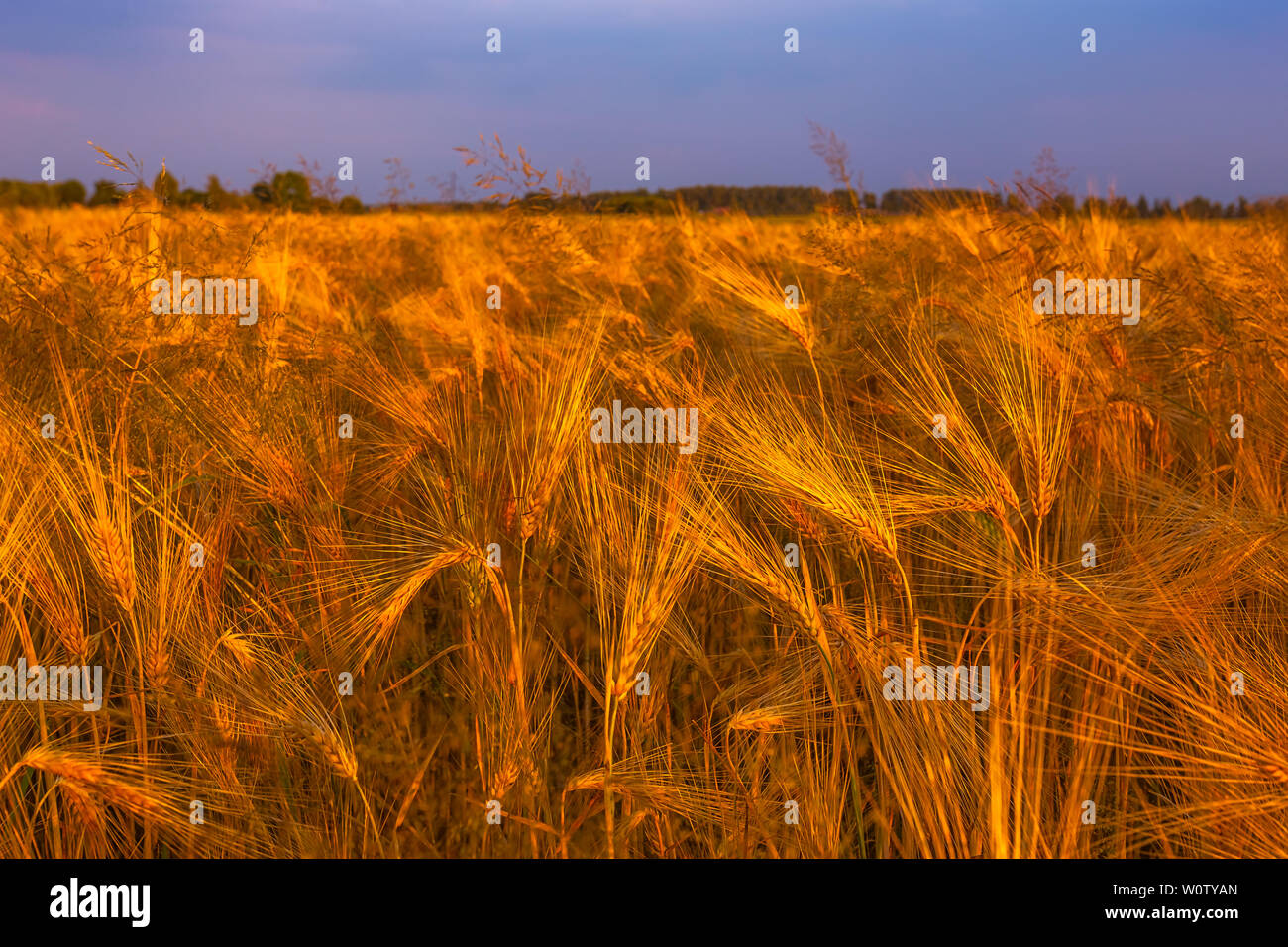 Dry wheat field, drought condintions with heat Stock Photo - Alamy