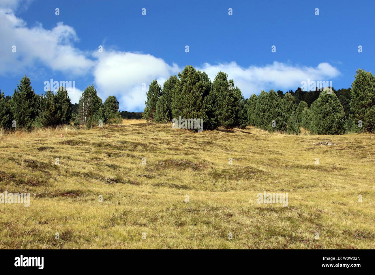 Almwiese mit baum hi-res stock photography and images - Alamy