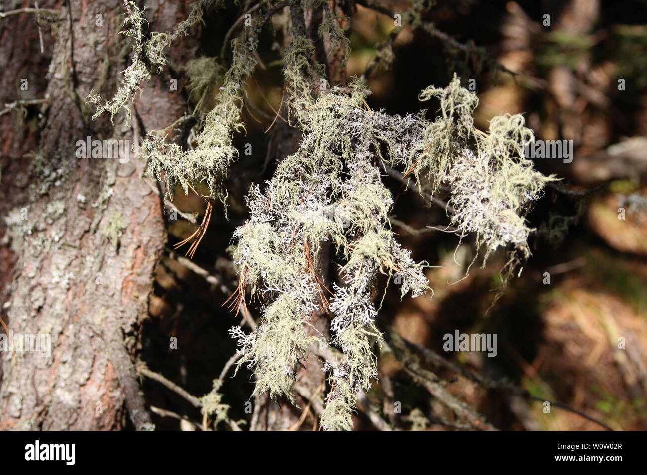 Vermooster baum hi-res stock photography and images - Alamy