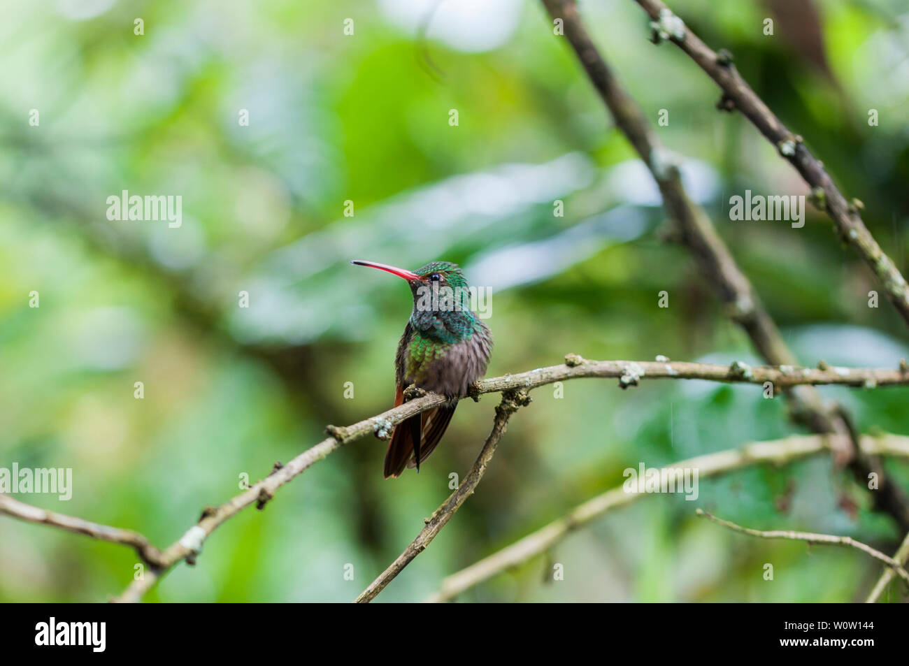 Ecuador cloud forest humming bird hi-res stock photography and images - Alamy