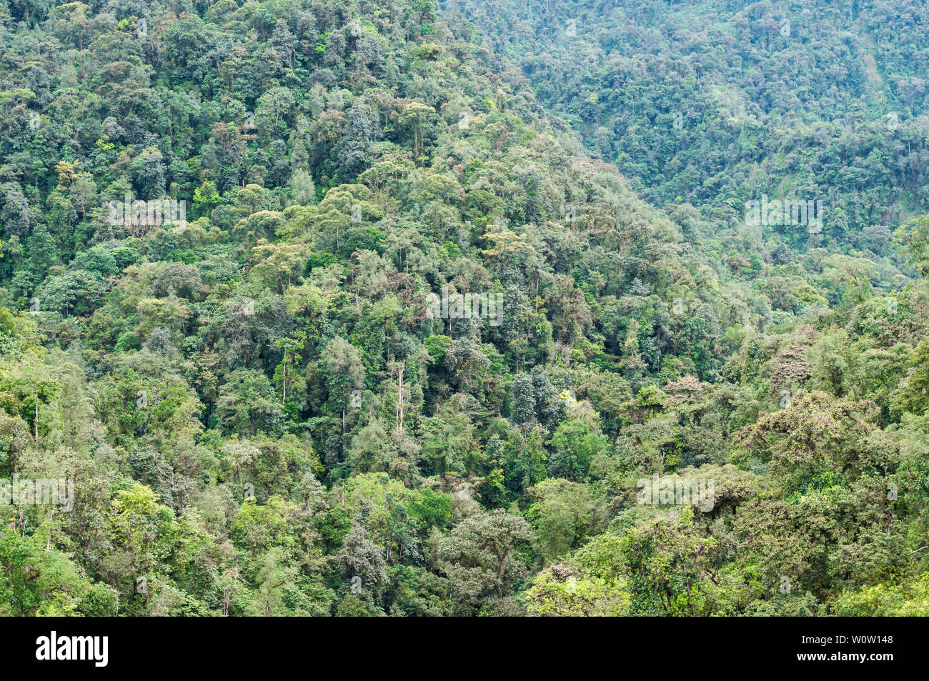 Tropical rainforest in Ecuador Stock Photo - Alamy