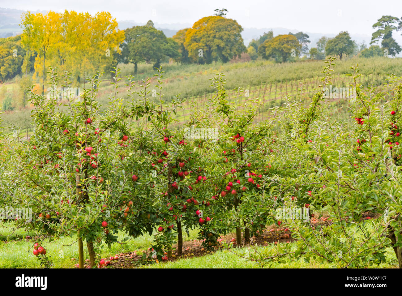 Apple Orchard Rows