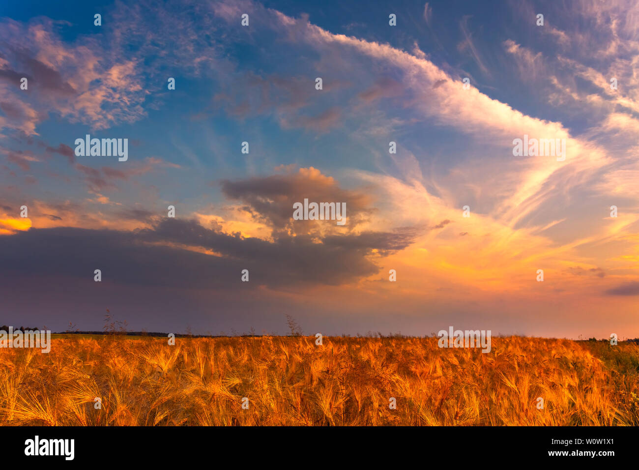 Dry wheat field with dramatic sky, drought condintions with heat Stock ...