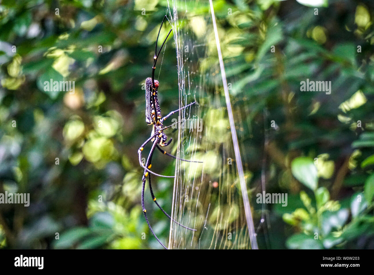 Guangdong giant bird spider, big spider Stock Photo - Alamy