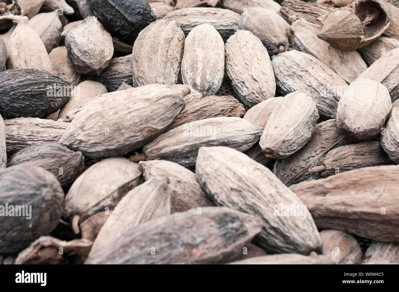 Dried cocoa fruits, fermentation Stock Photo - Alamy