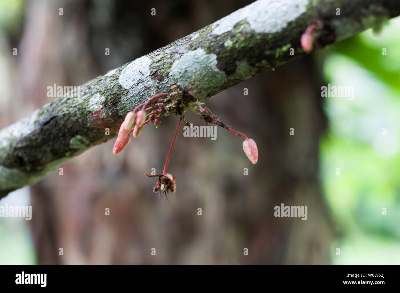 Cocoa tree (Theobroma cacao) with pink flower Stock Photo - Alamy