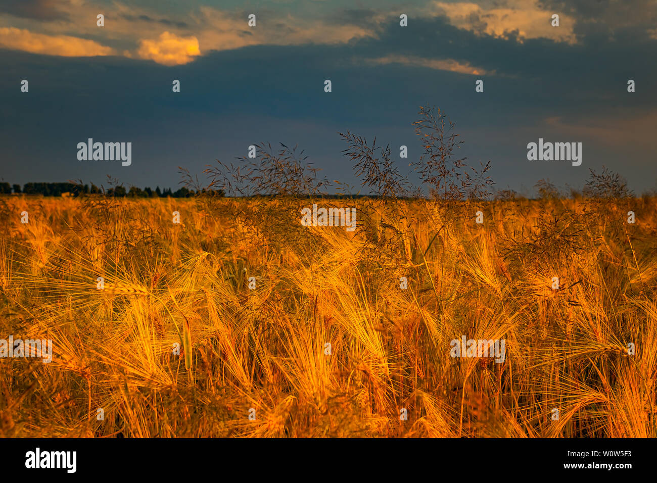 Dry wheat field, drought condintions with heat Stock Photo - Alamy