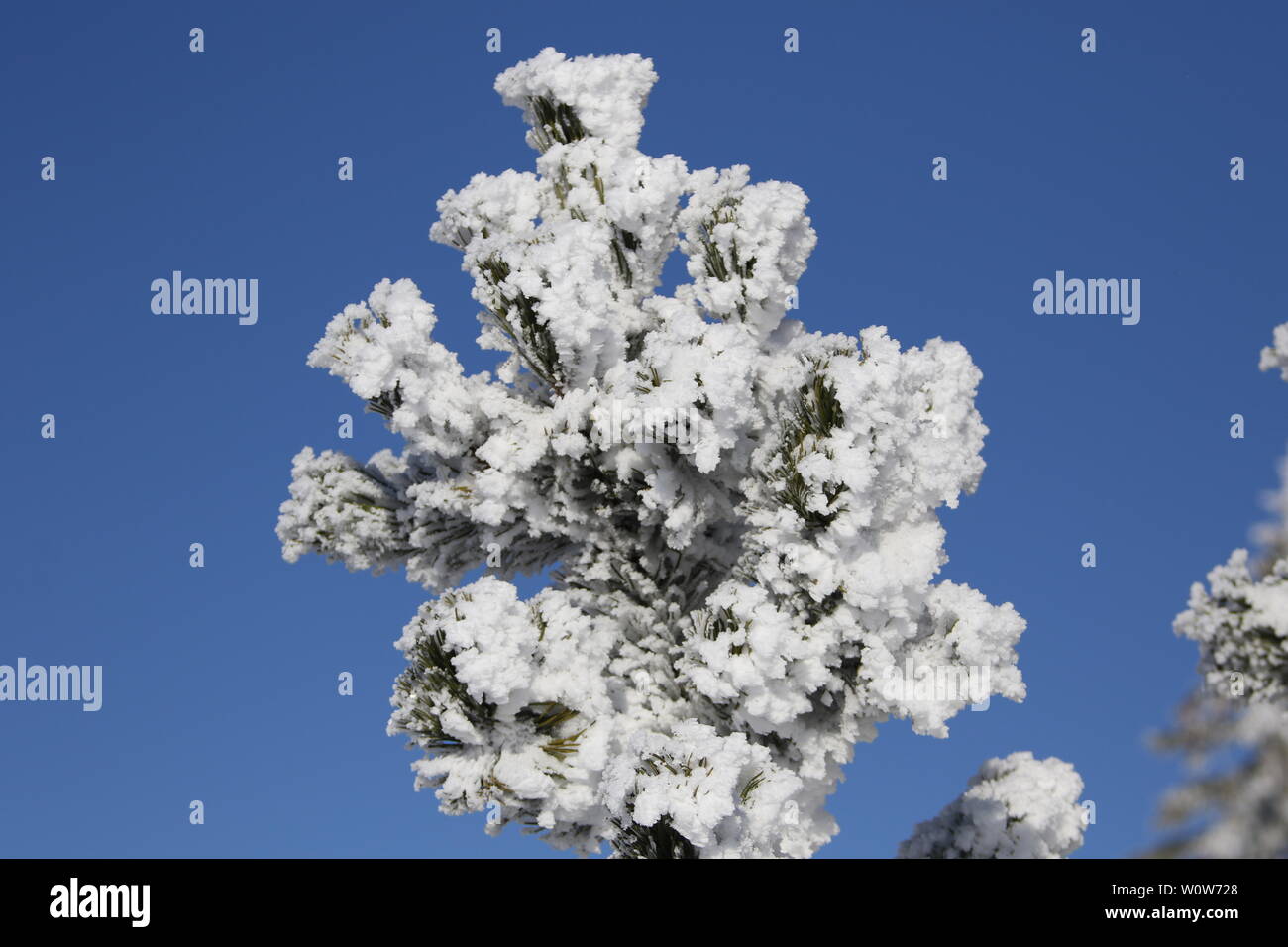 Frostblumen nach einer kalten Nacht am Feldberg, Winterimpressionen aus ...