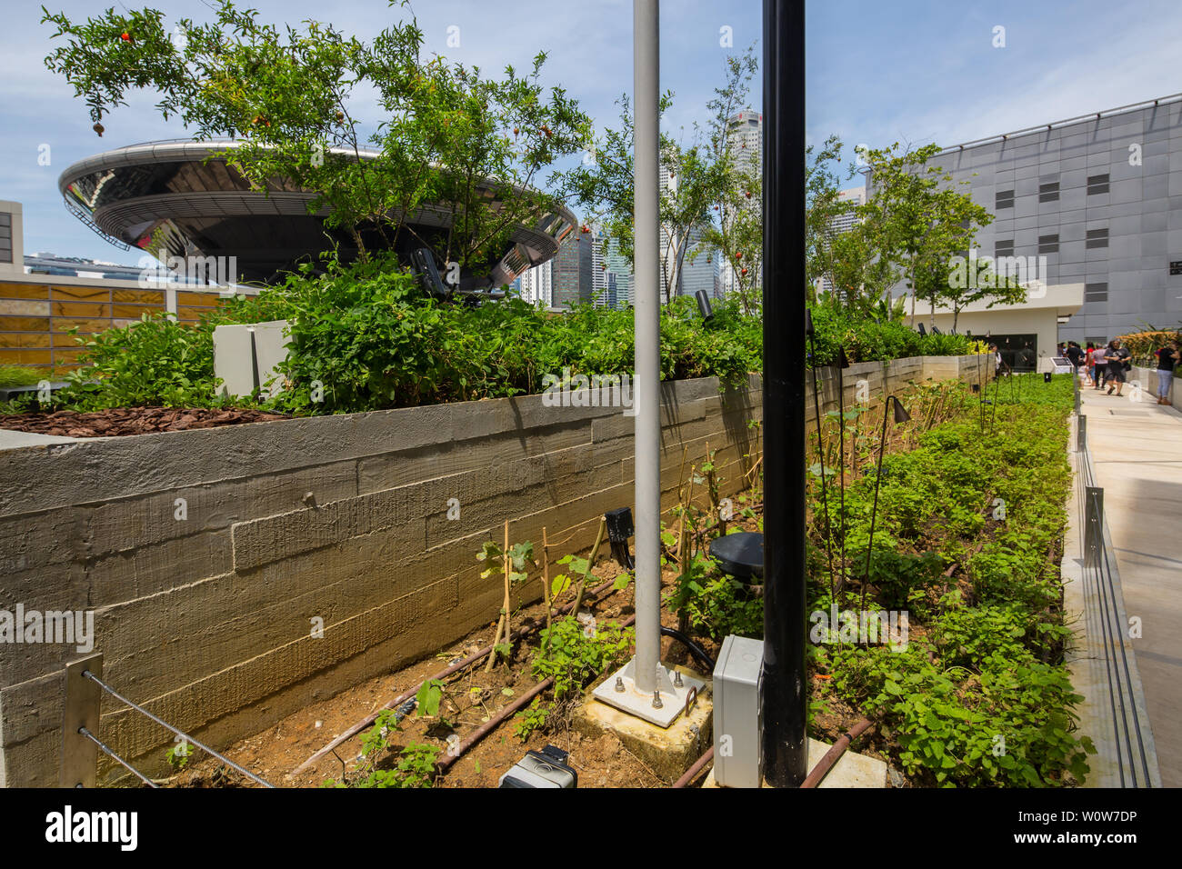 Urban Farming on the rooftop of Funan Mall, Singapore Stock Photo - Alamy