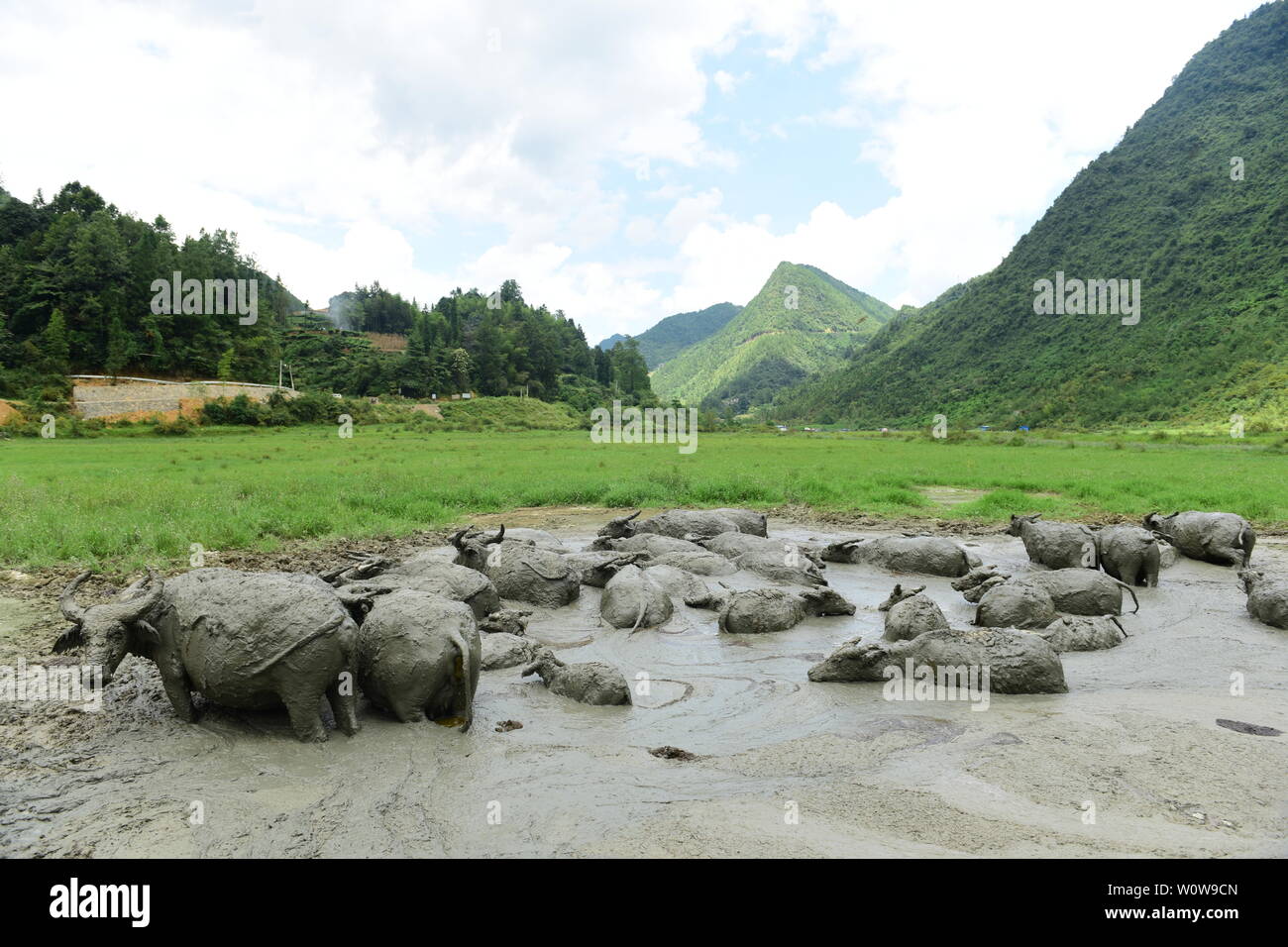 Buffalo HD photo Stock Photo - Alamy