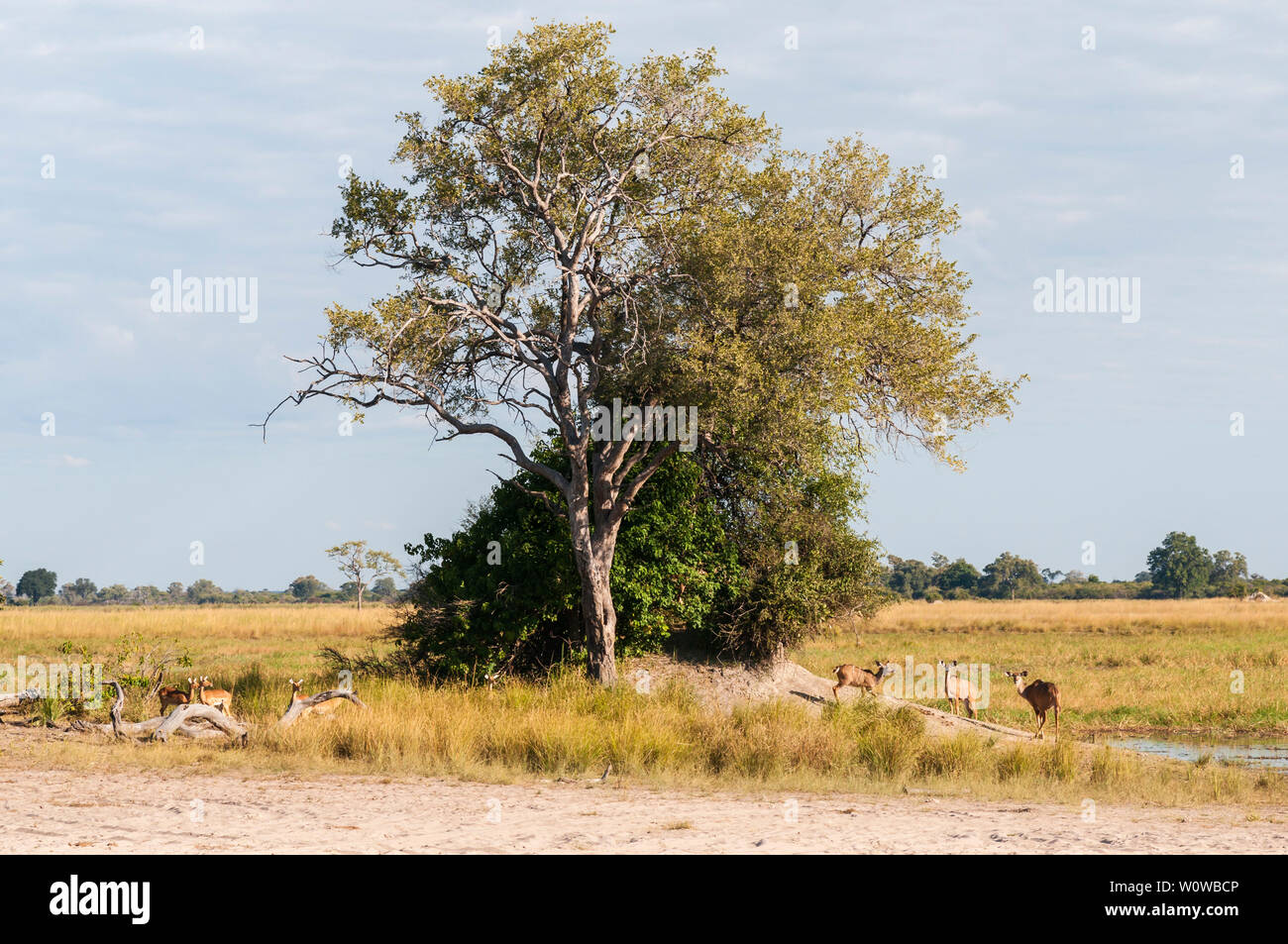 Group of Kudu antelopes at the Okavango River, Namibia Southern Africa ...