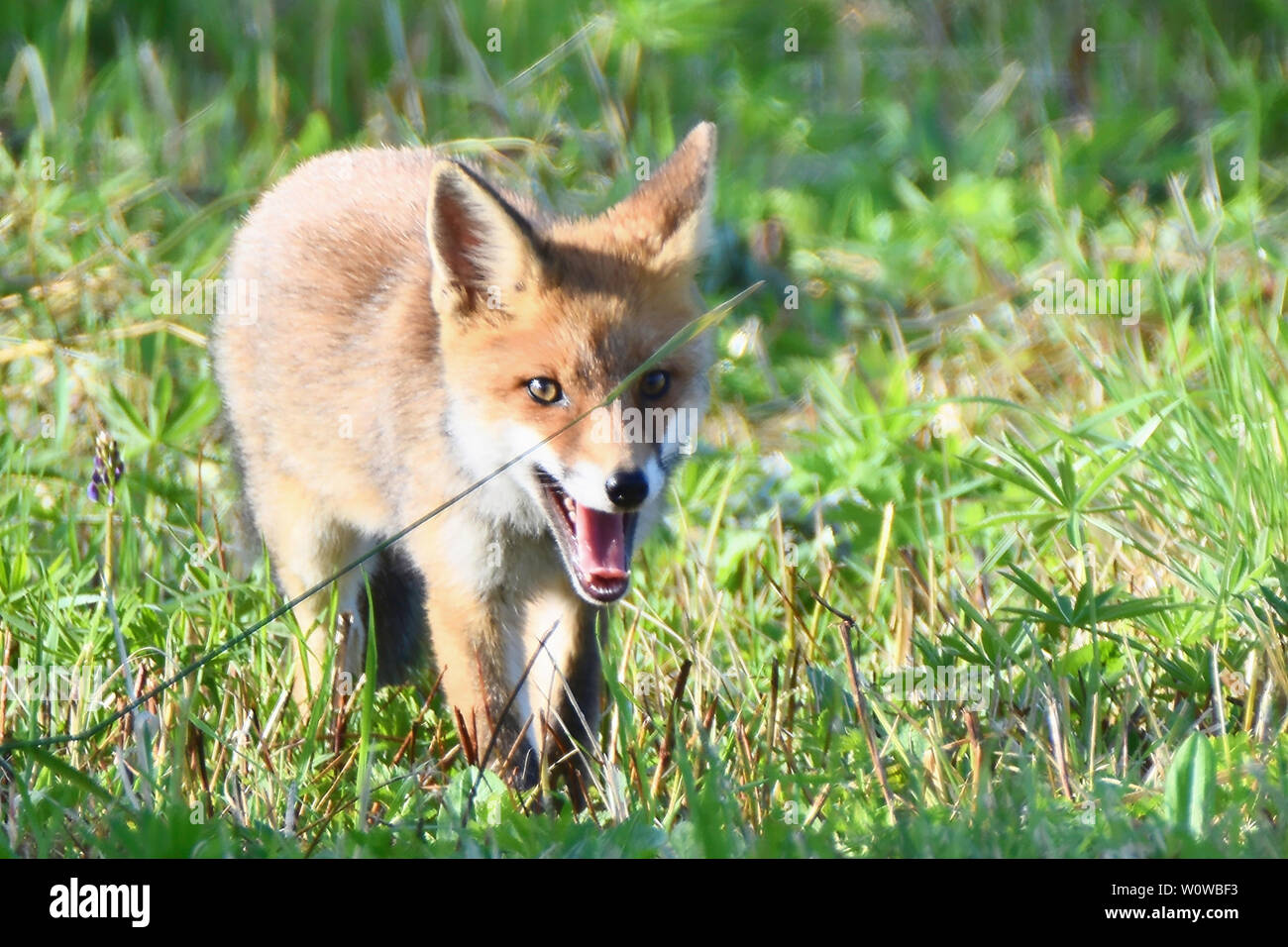 A red fox sneaks around in a meadow Stock Photo - Alamy