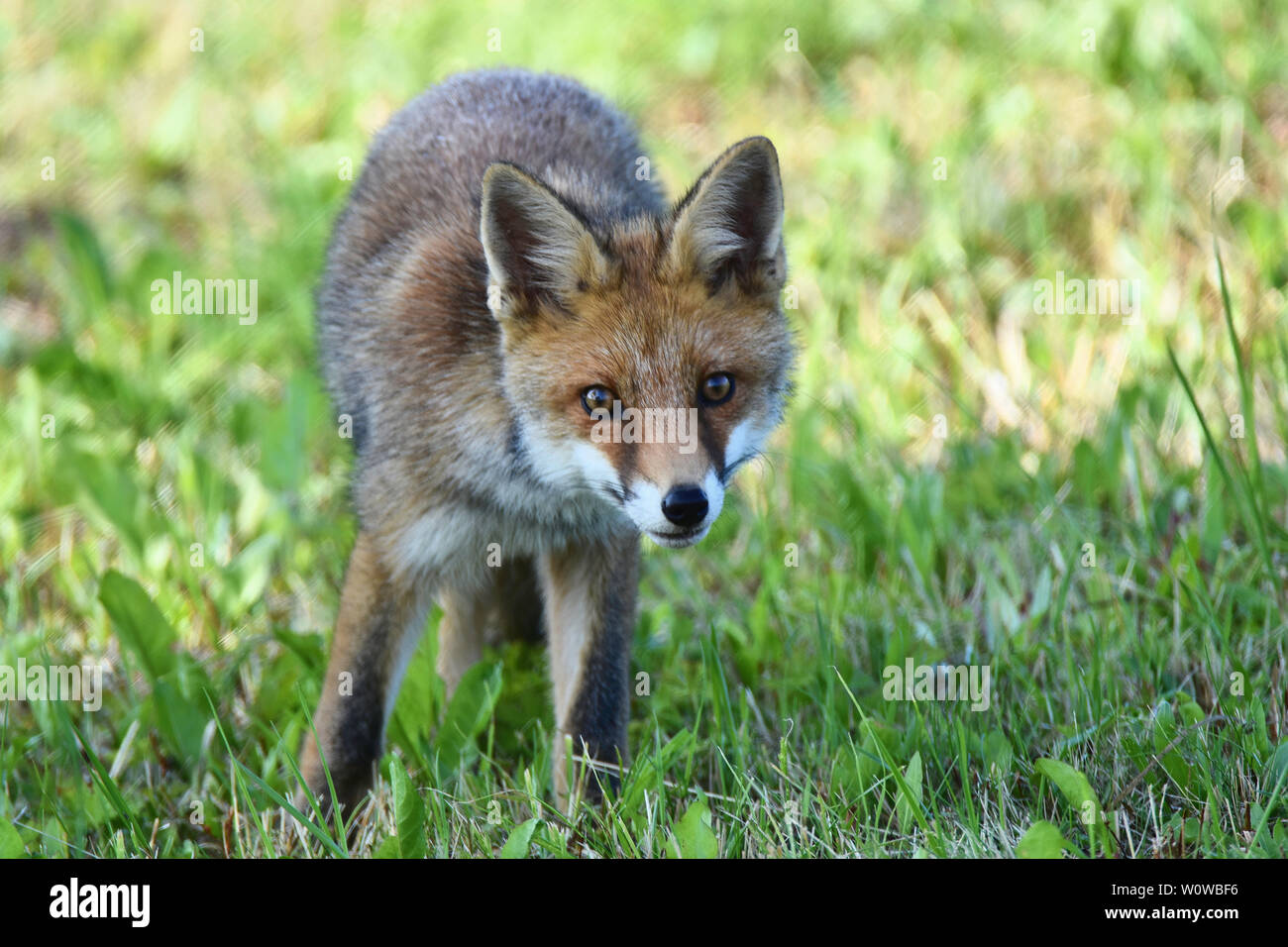 Red fox vulpes sneaking hi-res stock photography and images - Alamy