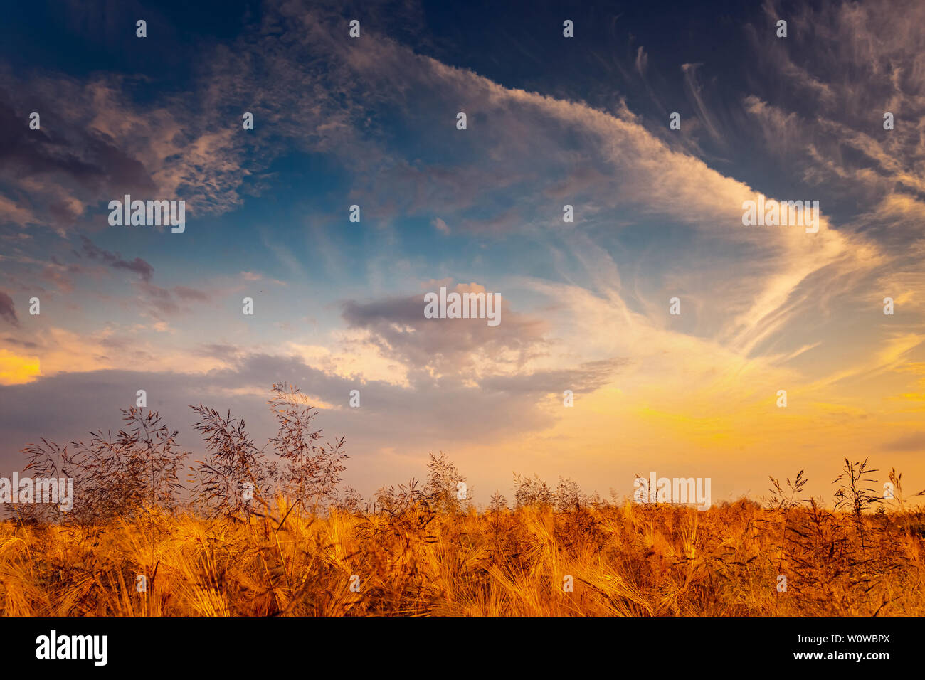Dry wheat field with dramatic sky, drought condintions with heat Stock ...