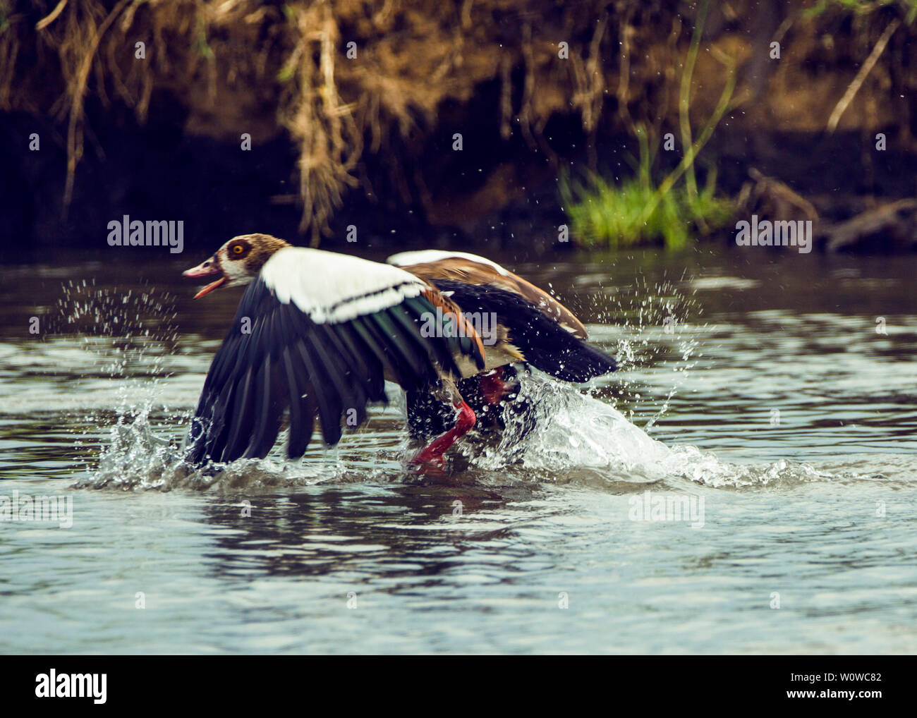 Africa, Zimbabwe, Animals, Natural Primitive, Wild Duck, Zambezi River ...