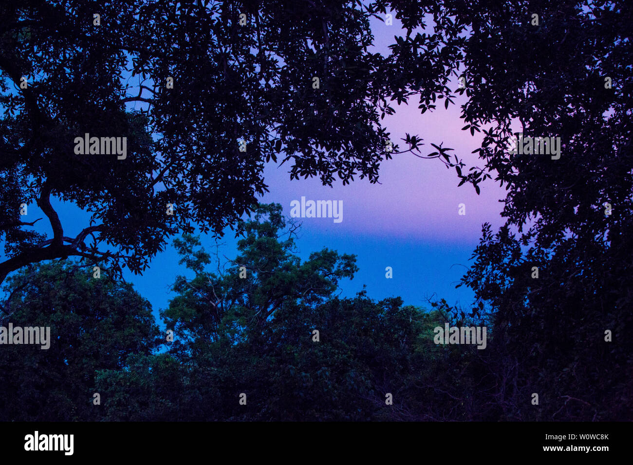 Africa, Zimbabwe, animals, nature pristine, Zambezi river, panorama ...