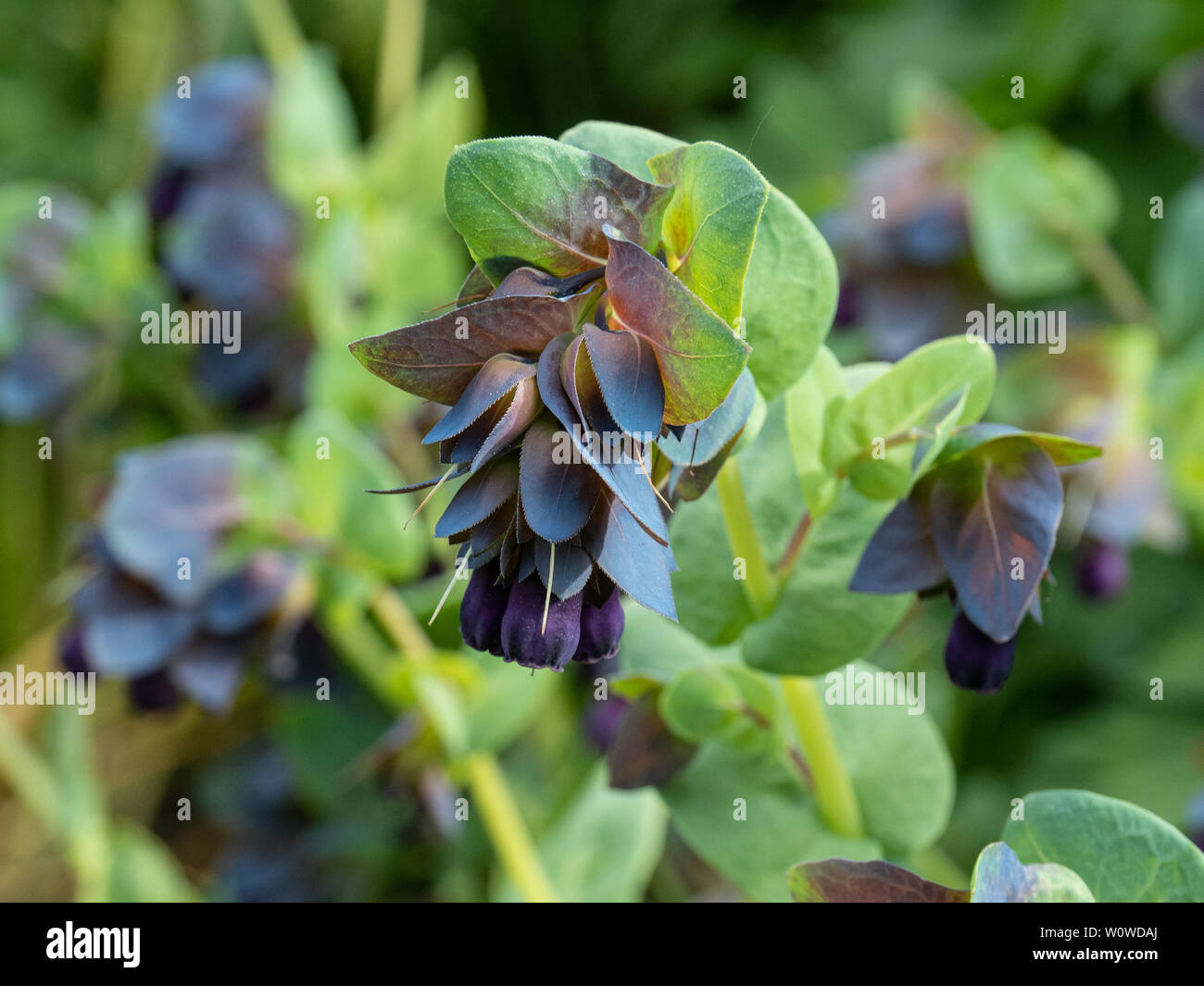 A close up of the deep purple flower of Cerinthe major purpurescens ...