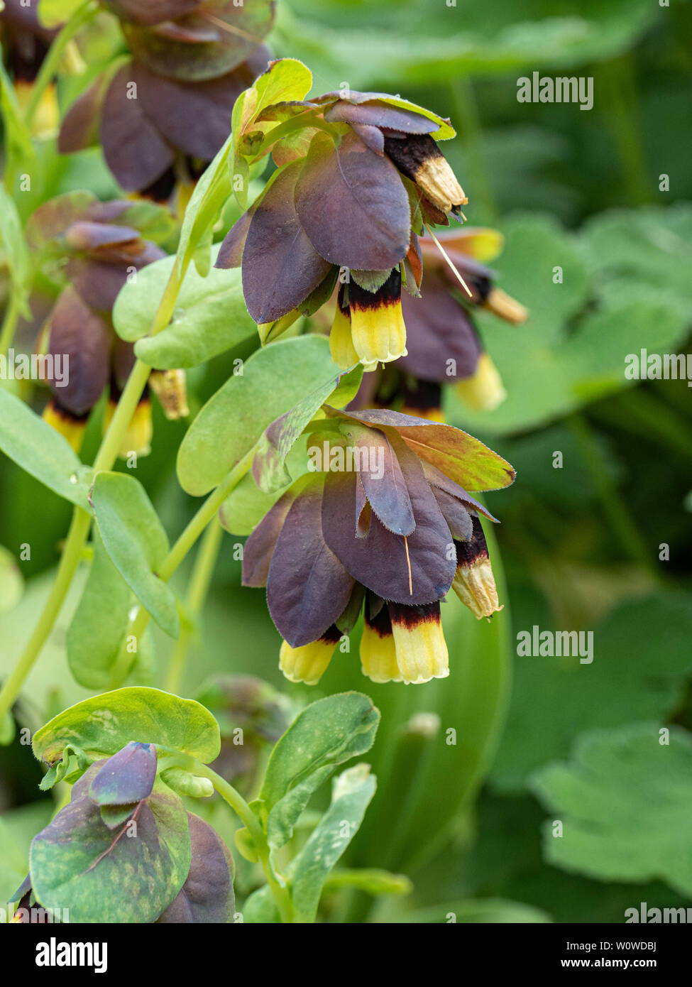 A close up of the bright yellow tipped flowers of Cerinthe major Yellow ...