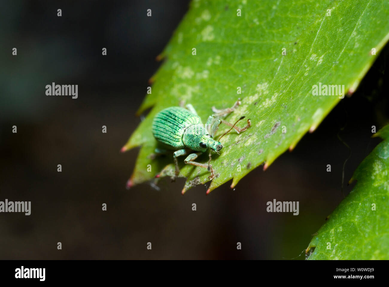 Metallic Green Weevil Stock Photo - Alamy Metallic Green Weevil Stock Photo - Alamy