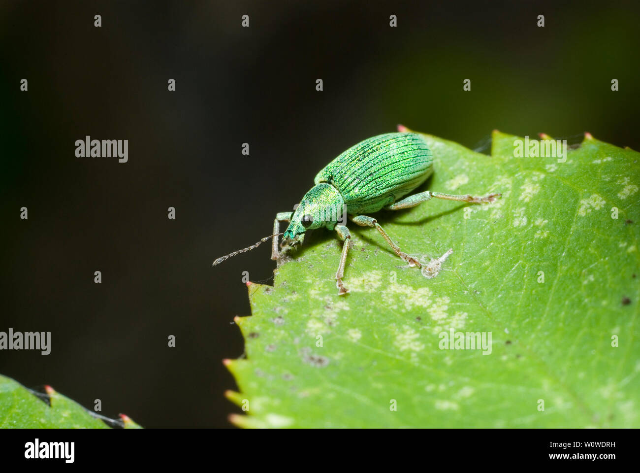 Metallic Green Weevil Stock Photo - Alamy