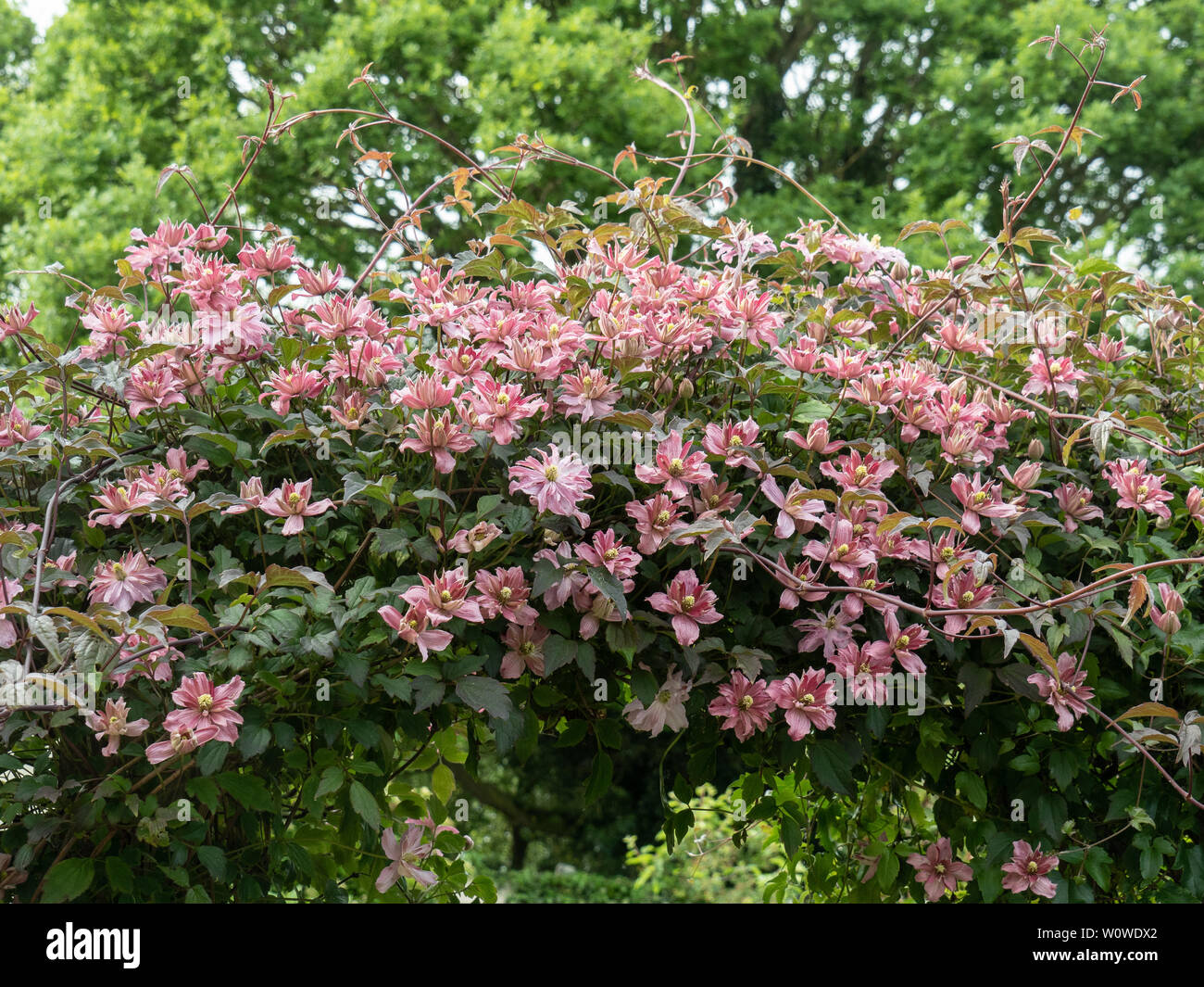 A large plant of Clematis Montana Marjorie flowering on an archway ...
