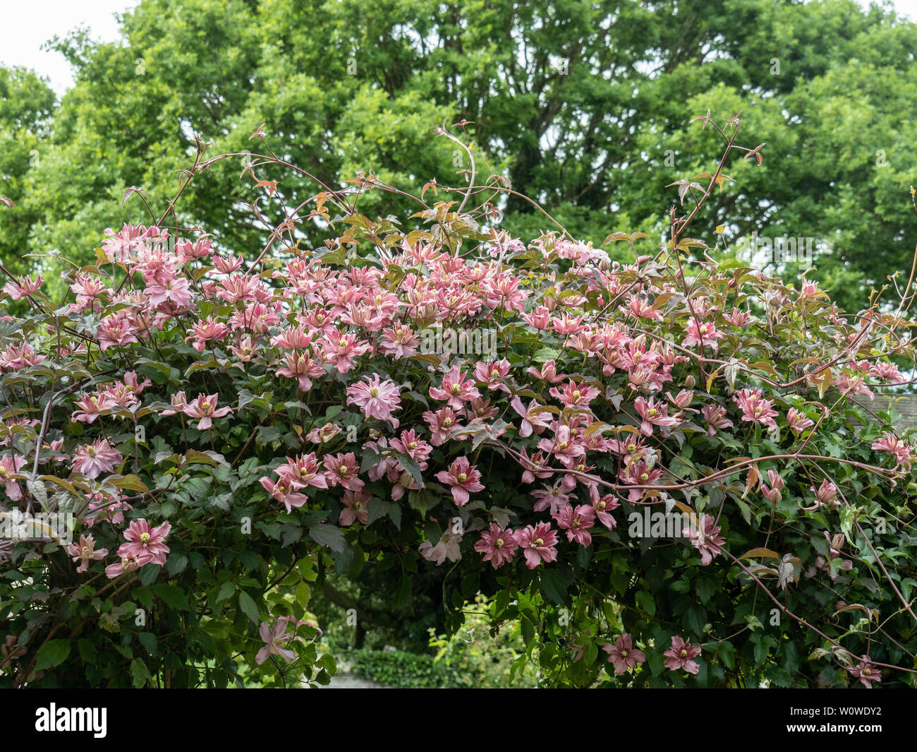 A large plant of Clematis Montana Marjorie flowering on an archway ...