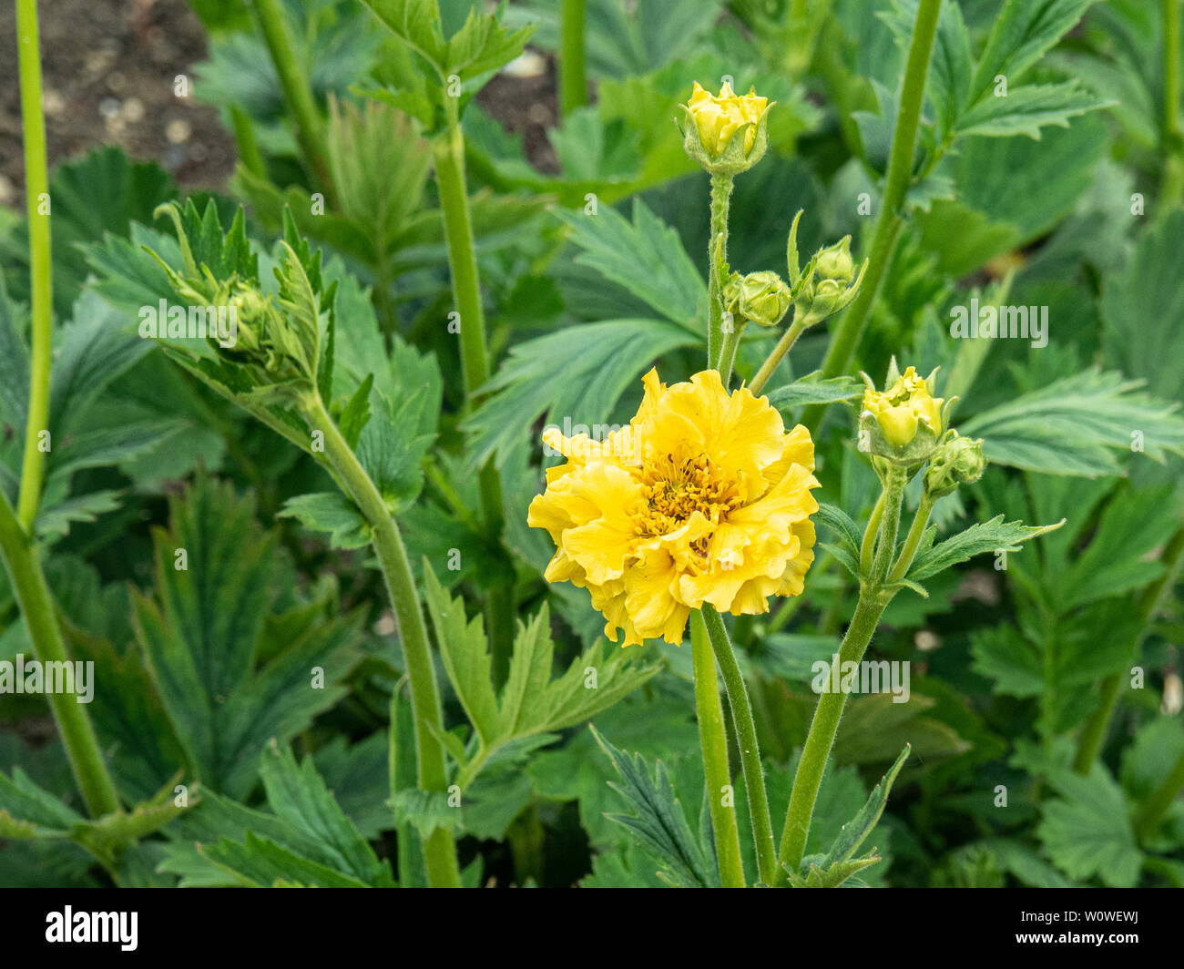 A plant of Geum Sunrise beginning to come into flower Stock Photo - Alamy
