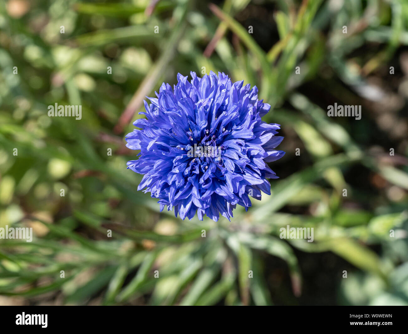 A close up of a single blue flower of Centaurea cyanus or cornflower ...